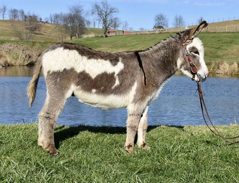 From Lead Line to Harness — Biscuit Does It All