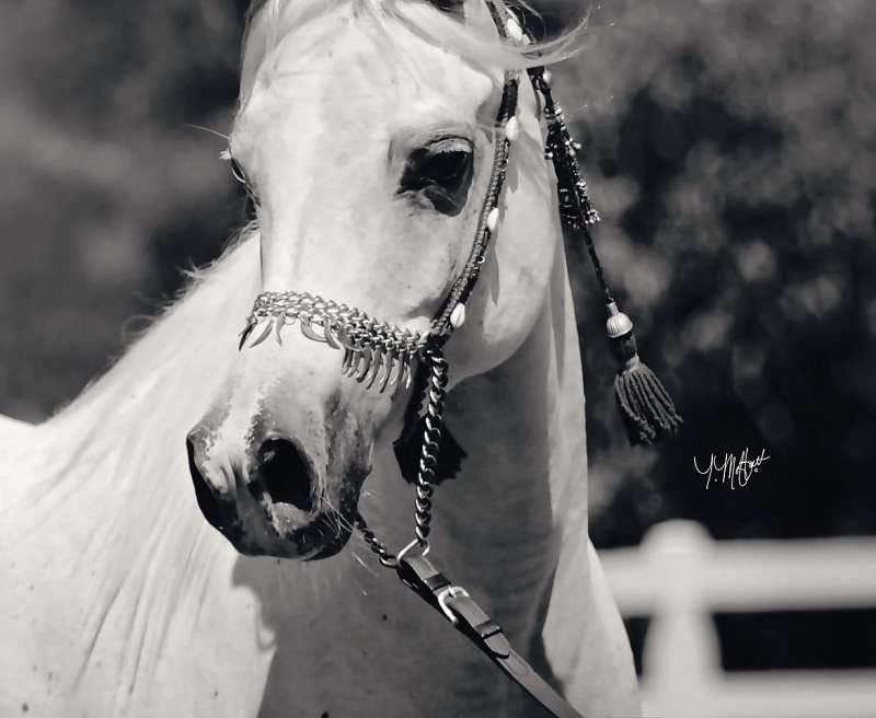 Straight Egyptian Mare - Al Khamsa Bred