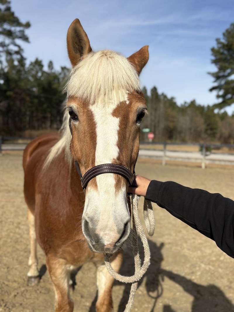 Pretty Haflinger Gelding