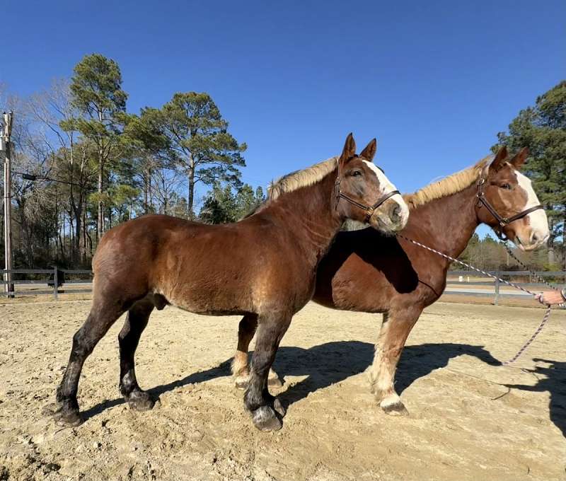 Bombproof Belgian Team