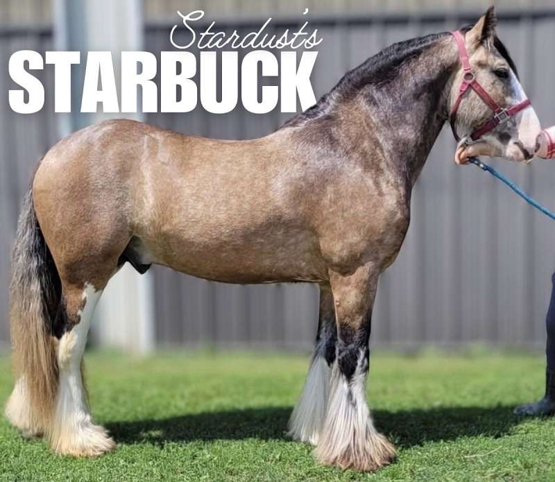 Stunning Buckskin Gypsy Vanner Stallion in Fond Du Lac, Wisconsin