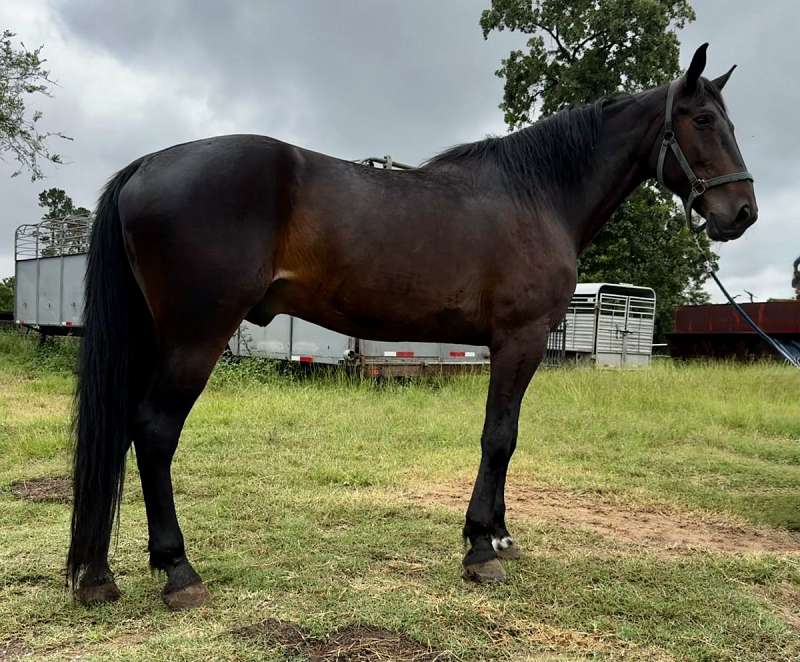 Percheron Mare Bred to Jack Ride and Drive