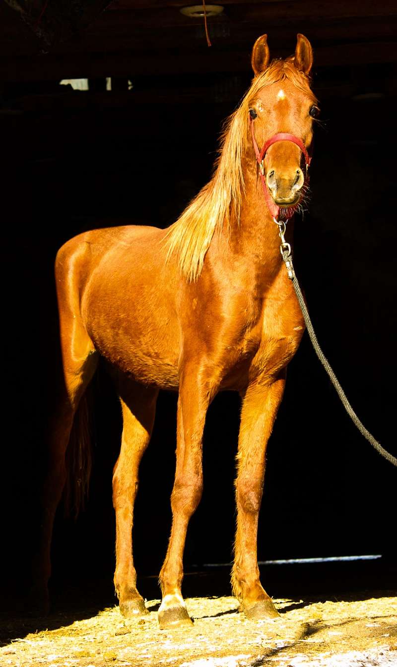 Stunning Arabian Colt