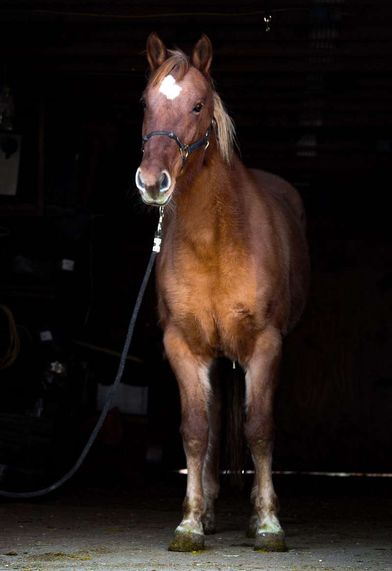 Titled Draft Mustang