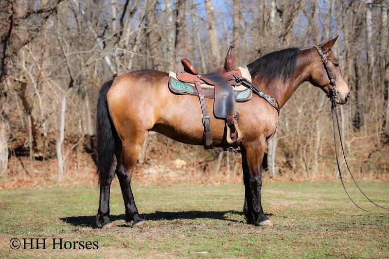 Very Pretty Buckskin Morgan Mare, Rides and Drives, Fun