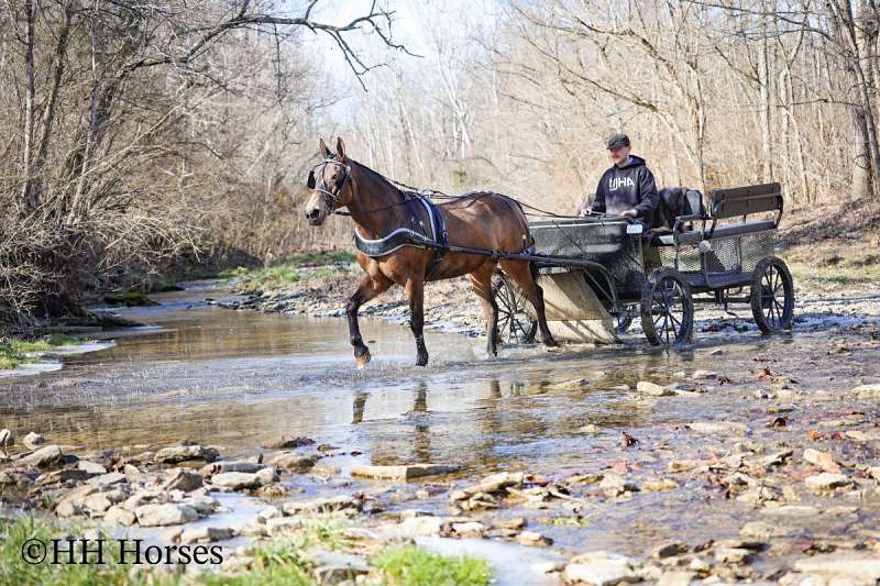 Very Pretty Buckskin Morgan Mare, Rides and Drives, Fun