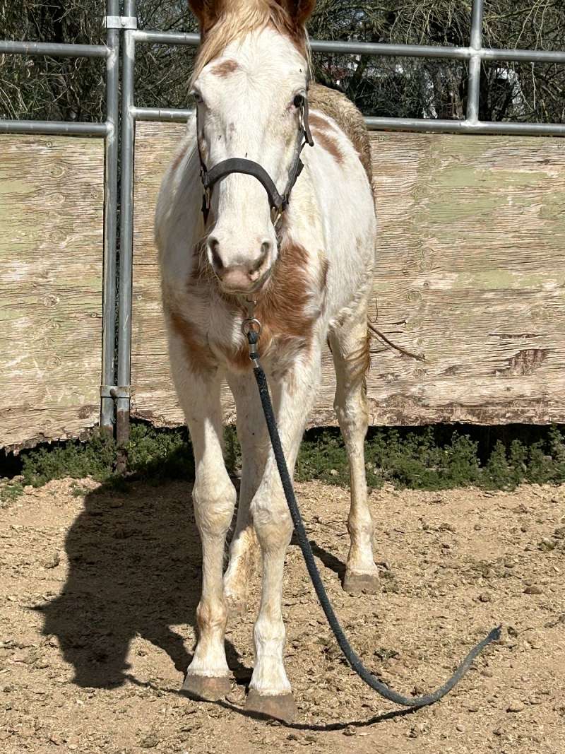 Two-Year-Old Grade Paint Filly