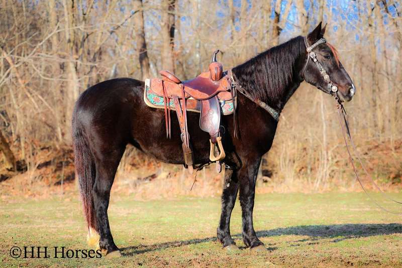 Family, Beginner, Youth and Novice Safe Black Morgan QH Cross, Ride Drive
