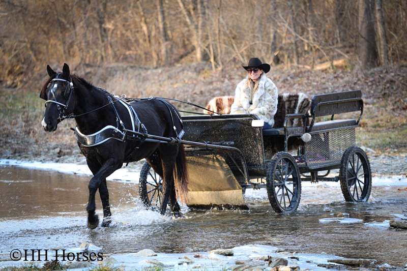 Family, Beginner, Youth and Novice Safe Black Morgan QH Cross, Ride Drive