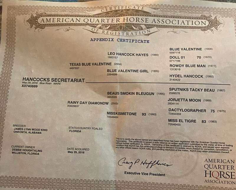 Big Beautiful Blue Roan Mare