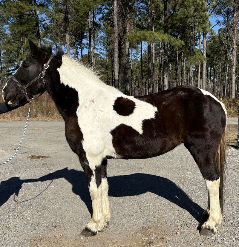 Spotted Draft Mare