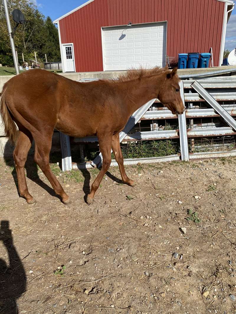 2025 Paint Filly