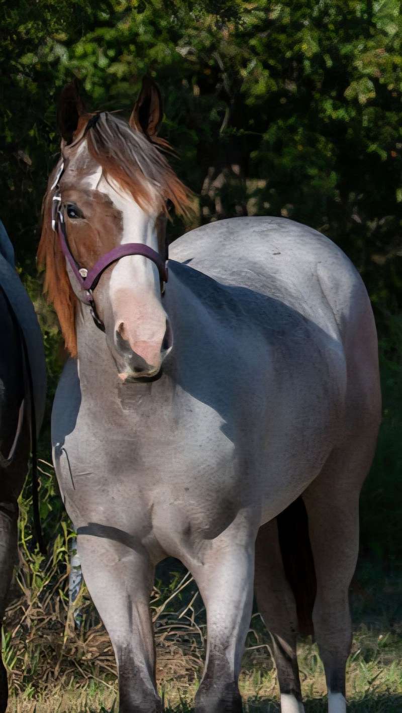 Gorgeous Filly Ready to Go in Any Direction!