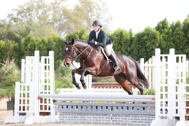 Lily- Hunter/Jumper/Dressage Horse