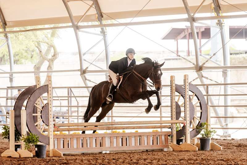 Lily- Hunter/Jumper/Dressage Horse