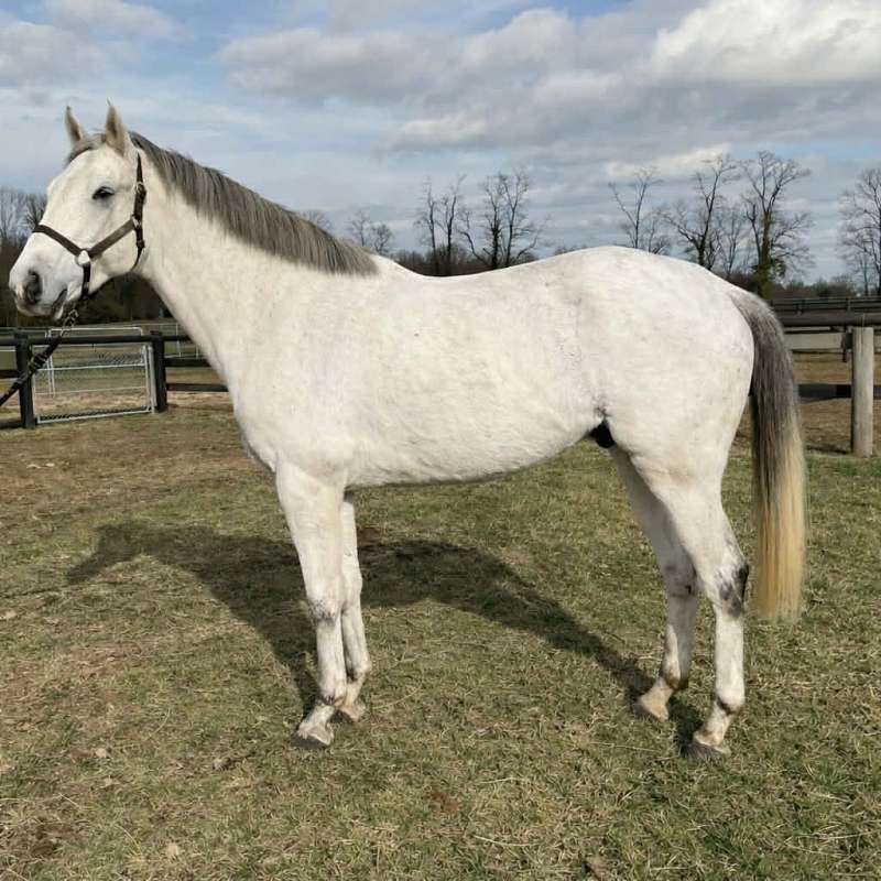 Owen is a Big, Beautiful, Thoroughbred Grey Gelding and is Very Laid Back