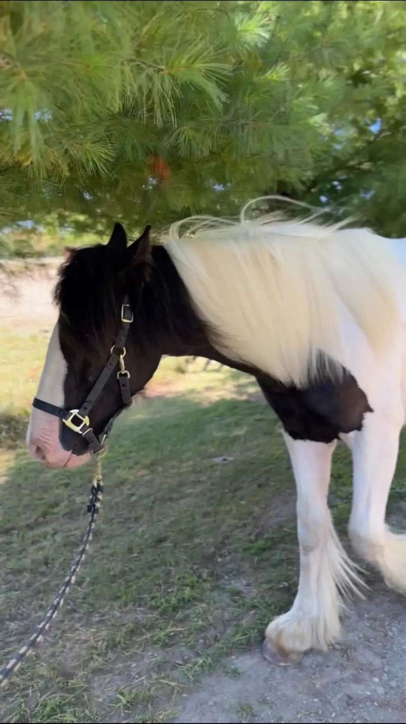 Rare 16hh Gypsy Vanner (Gypsy Cob) Gelding Prospect
