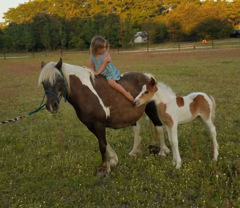 Misty - Adorable Child Friendly Calm Registered Yearling Filly