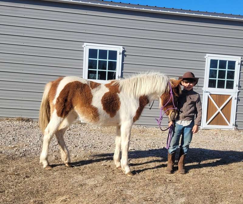 Misty - Adorable Child Friendly Calm Registered Yearling Filly