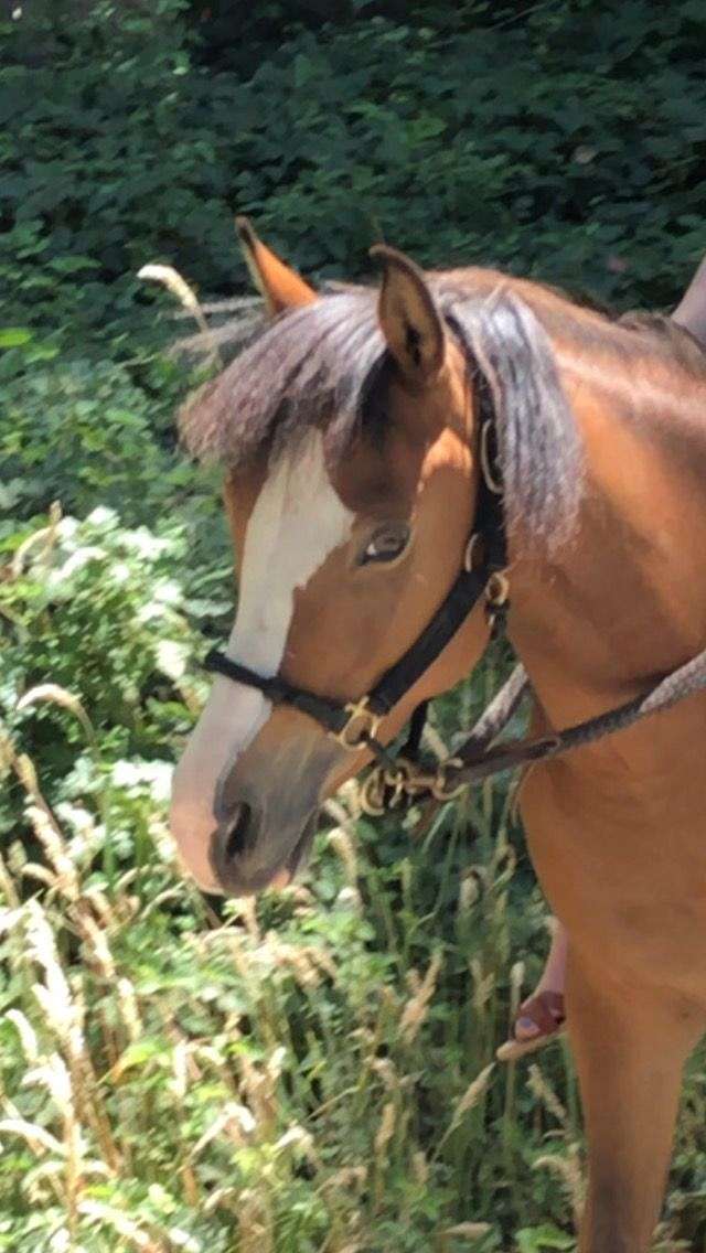 Arabian/Welsh Pony Cross