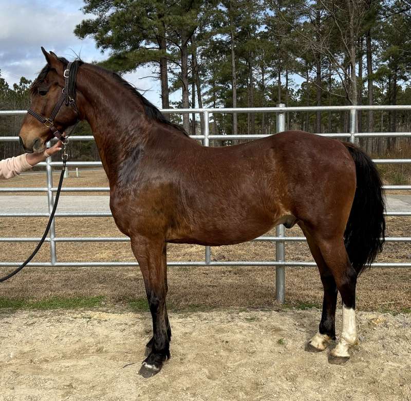 Registered Dutch Saddlebred