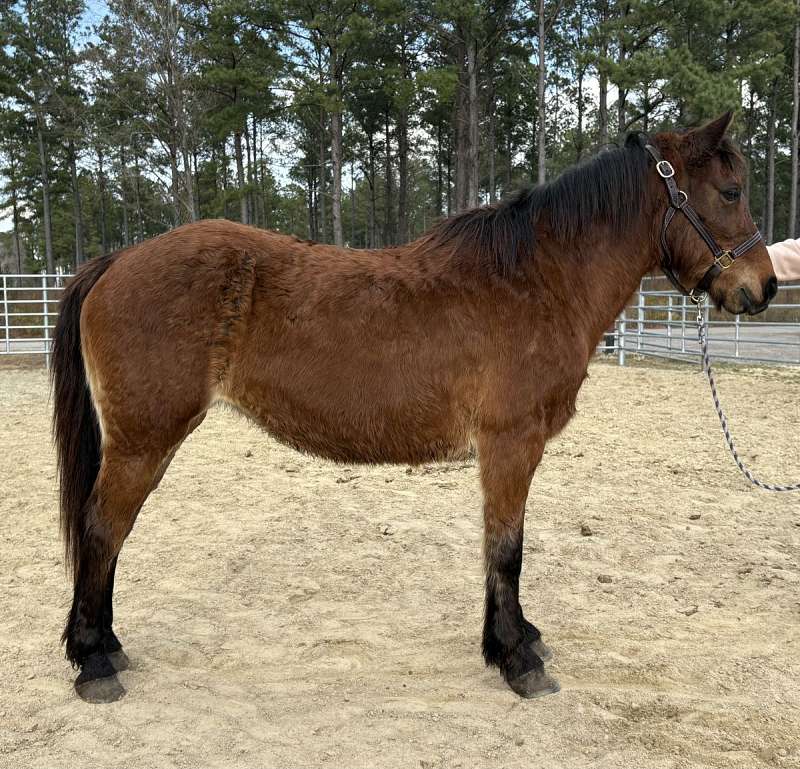 Bay Pony Mare