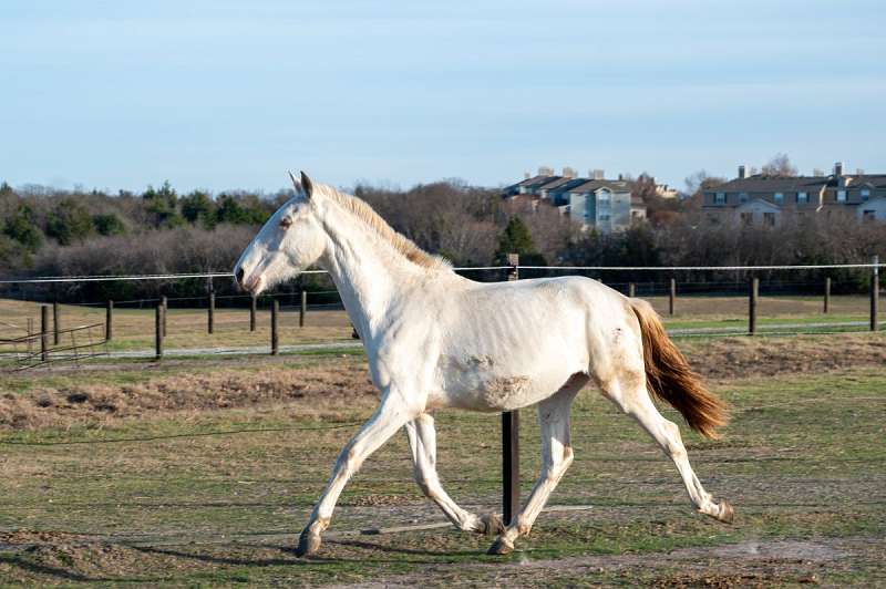 PRE Perlino Colt