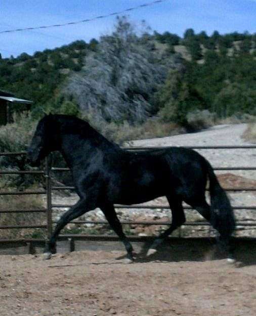 Andalusian Black Bay for Sale
