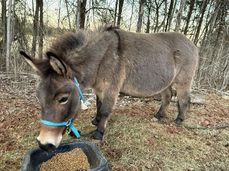 Mini Mule