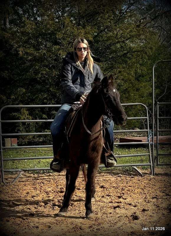 Cute, Sweet Mare | Gentle Disposition