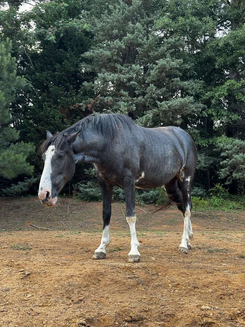 Tennessee Walker Gelding