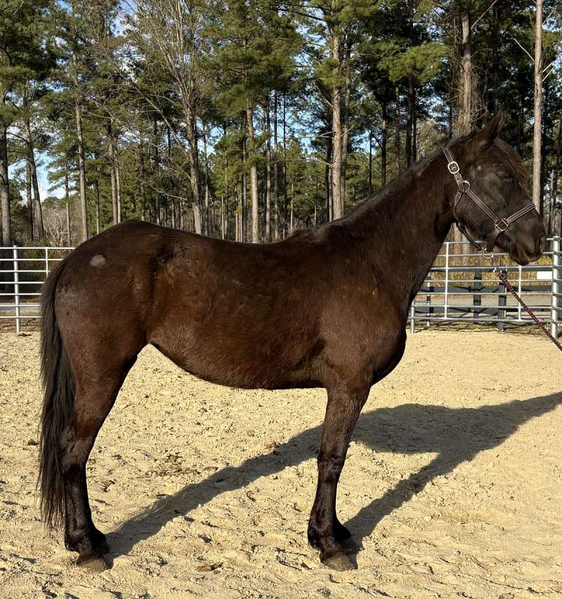 Registered Friesian Morgan