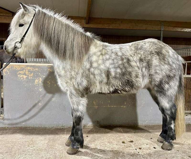 Boomproof, Smooth, Friendly, Naturally Gaited Icelandic Gelding