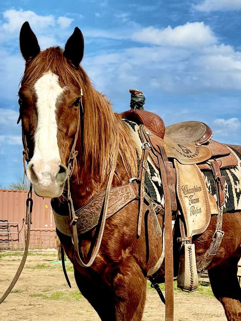 QH Gelding
