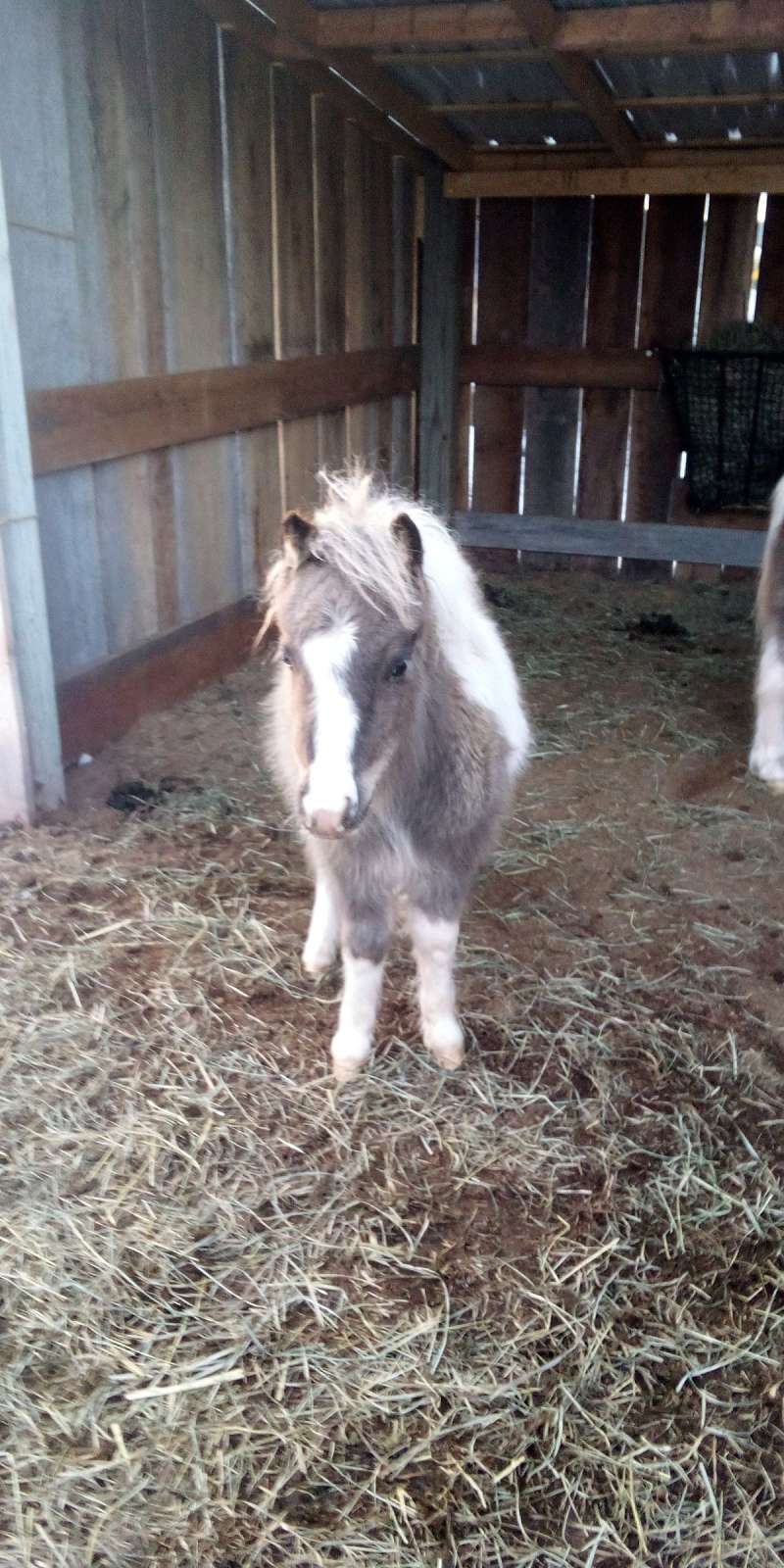 Pinto Miniature Filly