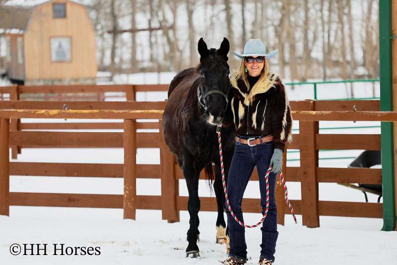 Extraordinary Gentle, Safe, Quiet, and Calm Morgan QH Cross, Ride & Drive