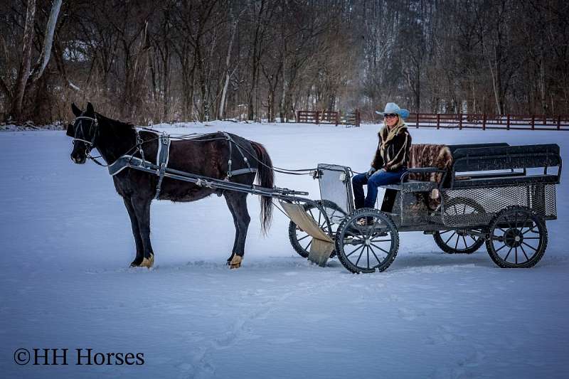 Extraordinary Gentle, Safe, Quiet, and Calm Morgan QH Cross, Ride & Drive