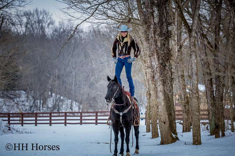 Extraordinary Gentle, Safe, Quiet, and Calm Morgan QH Cross, Ride & Drive