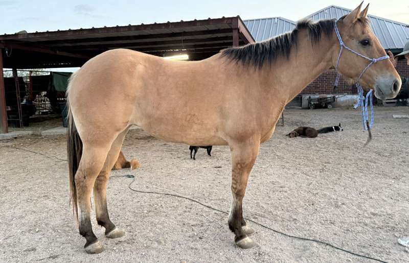 Armani - Dun Mare