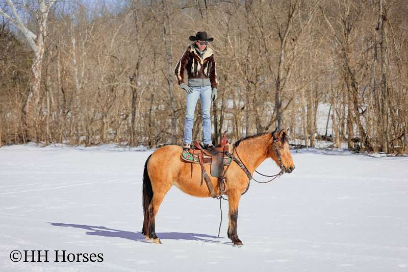 Really Gentle, Quiet Golden Buckskin Missouri Fox Trotter Mare, Bred, Safe
