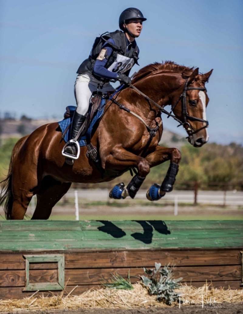 OTTB Gelding