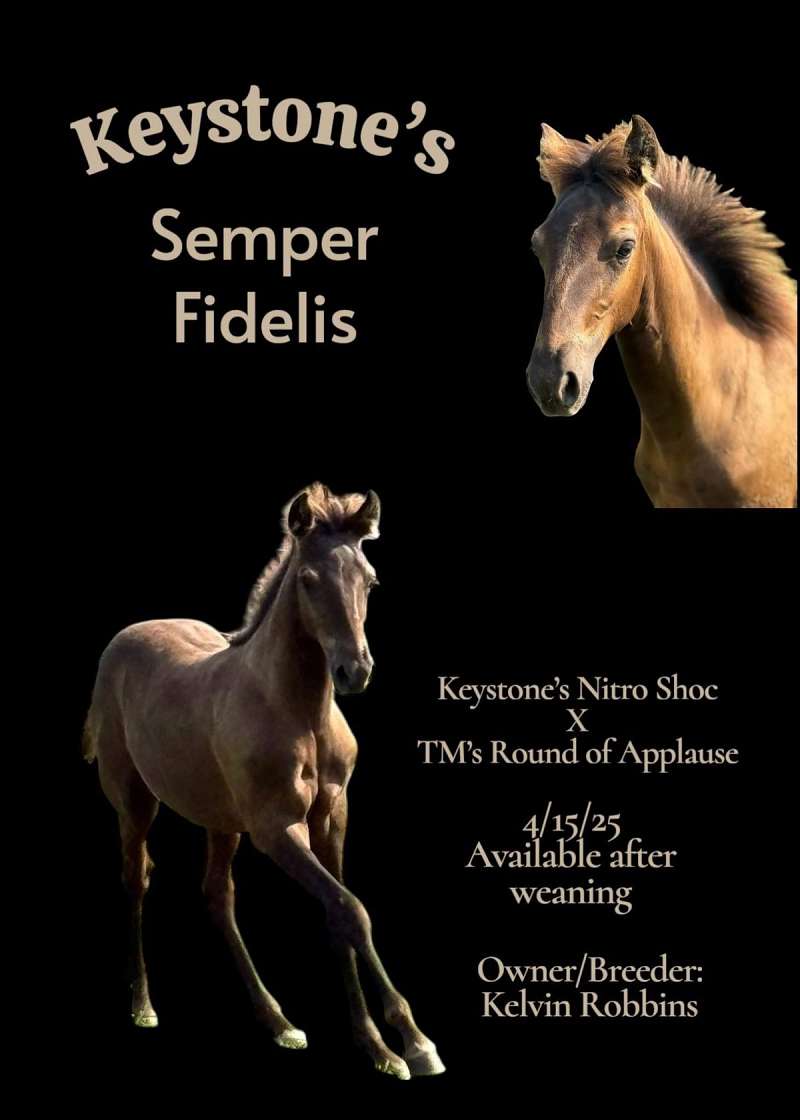 Smokey Black Yearling Colt