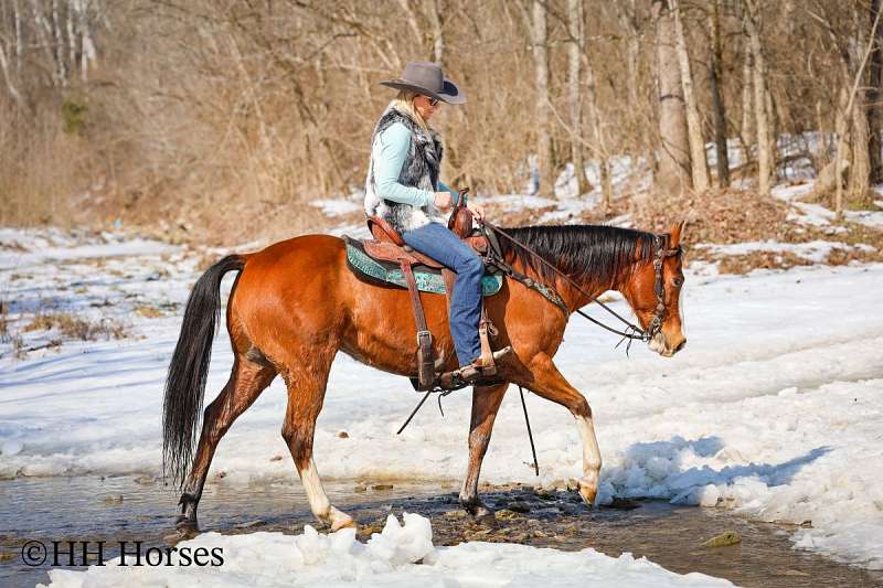 Real Broke, Fun, Handy, Calm Bay Quarter Horse Gelding, Ranch, Rope, Trails