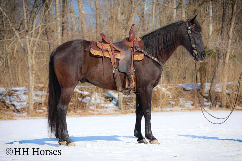 Handsome, Fancy, Suave and Very Athletic Friesian Quarter Horse Crossbred