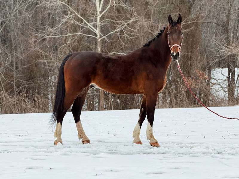 Gorgeous Sport Horse Gelding