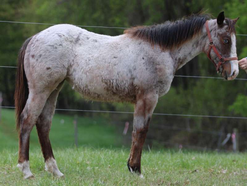 Bay Roan Splash White AQHA Filly - Show Me Another Marked Like Her!