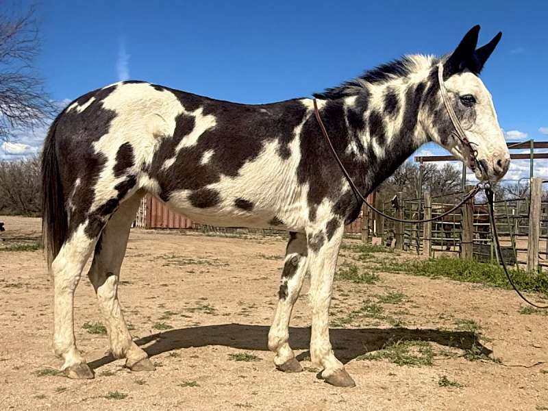 Molly Mule