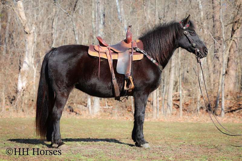 Smooth Missouri Fox Trotter Mare, Easy to Ride, Fun and Well Broke