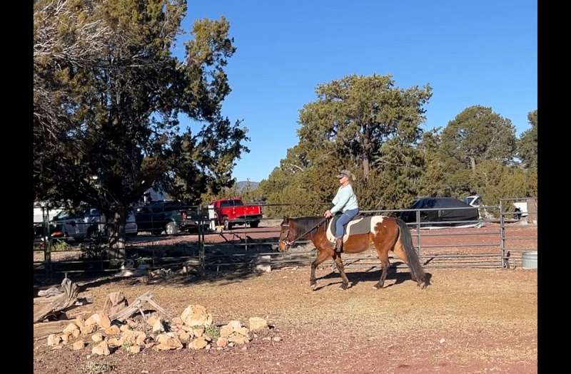 POA Mare - Pony of America - 14 Hands, 11-12 Yrs