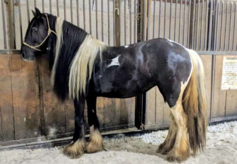 Registered Grulla Tobi Gypsy Colt